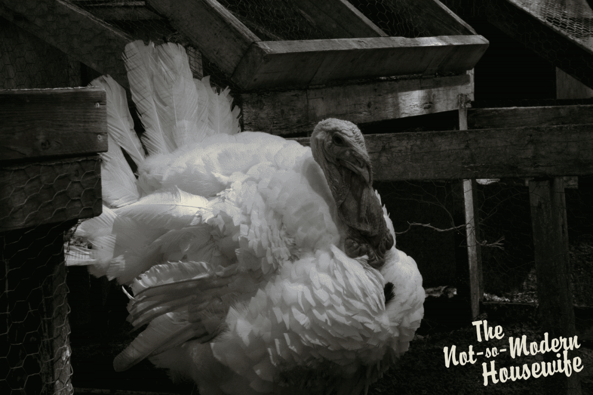 There Once Was a Turkey Named Tom