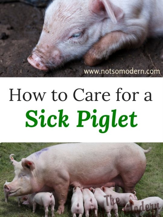 7 Essential Tips on How to Treat a Sick Pig Effectively - The Not so ...