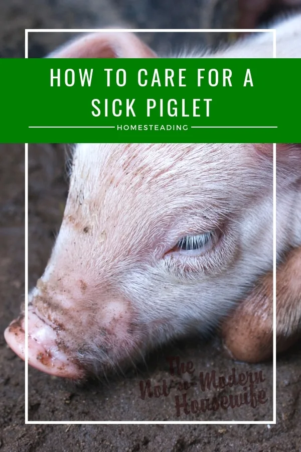 7 Essential Tips on How to Treat a Sick Pig Effectively