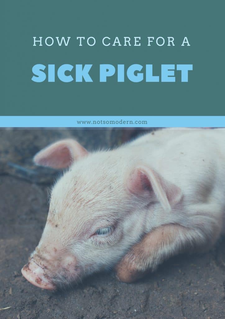 7 Essential Tips on How to Treat a Sick Pig Effectively