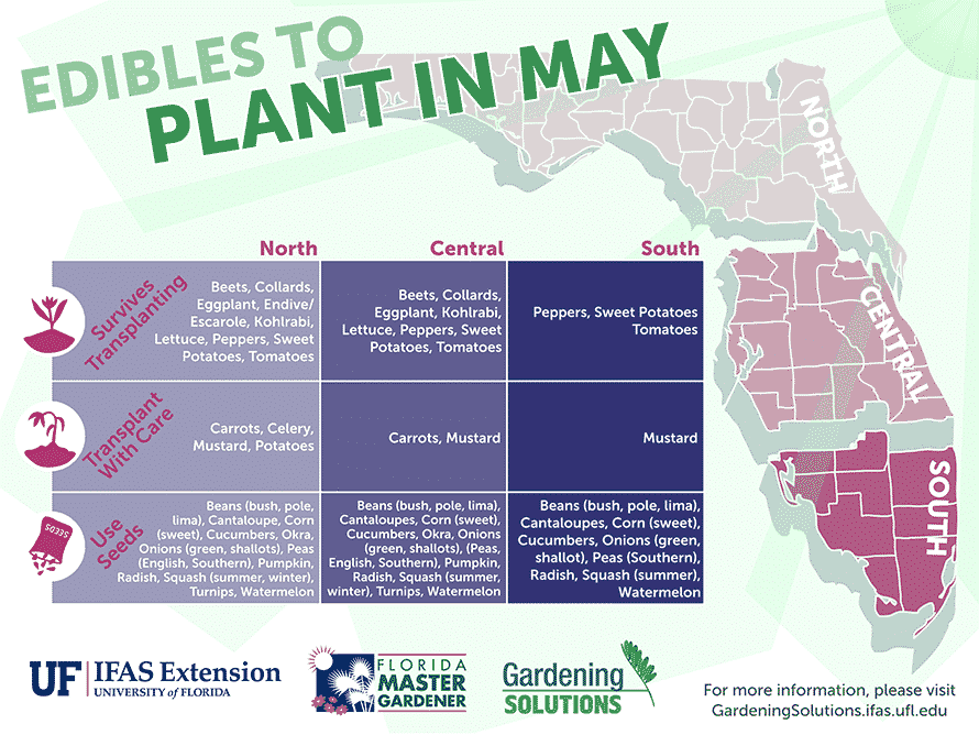 20+ Expert-Recommended Crops for What to Plant in May in Florida – The ...