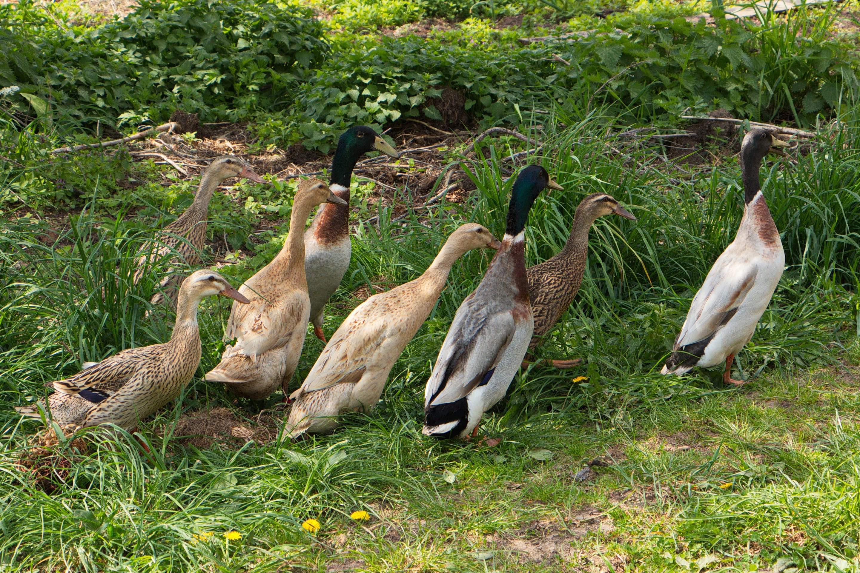 Raising Ducks for Eggs