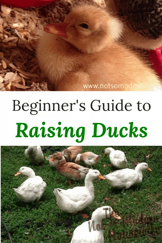 The Complete Guide to Raising Ducks for Beginners