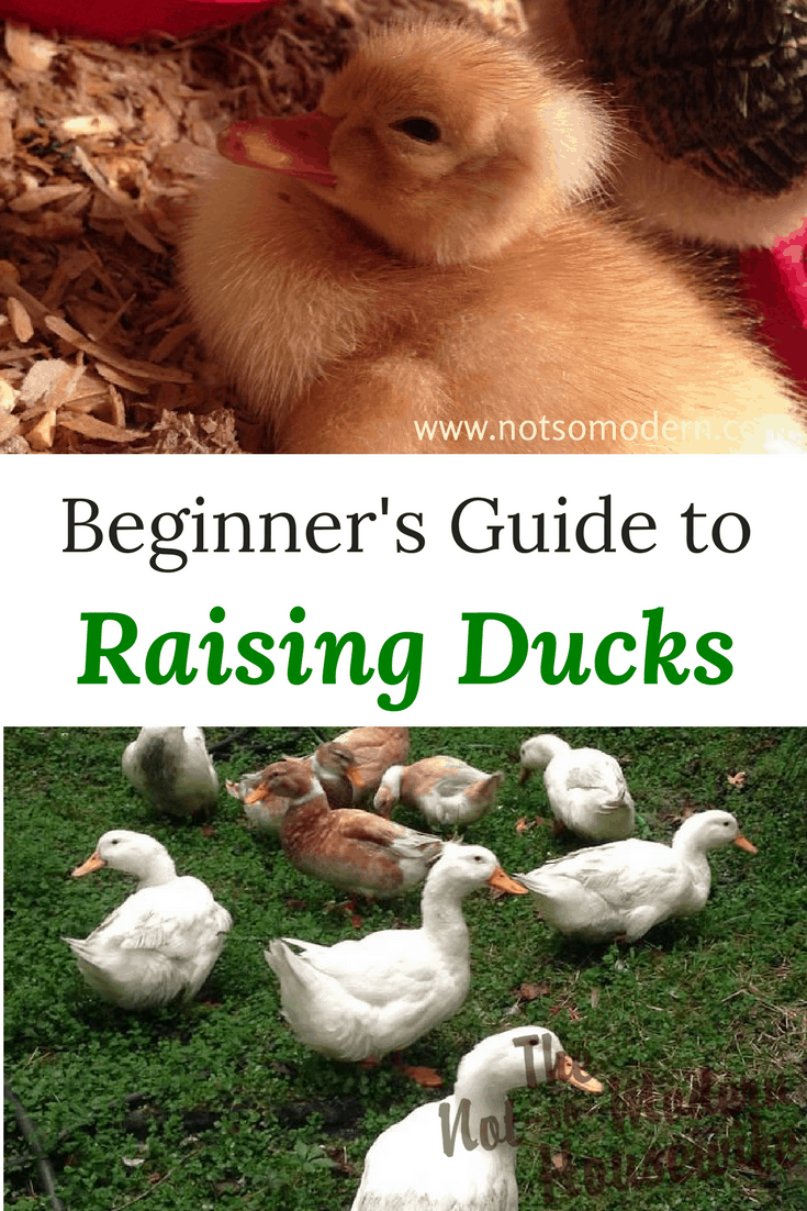 The Complete Guide to Raising Ducks for Beginners