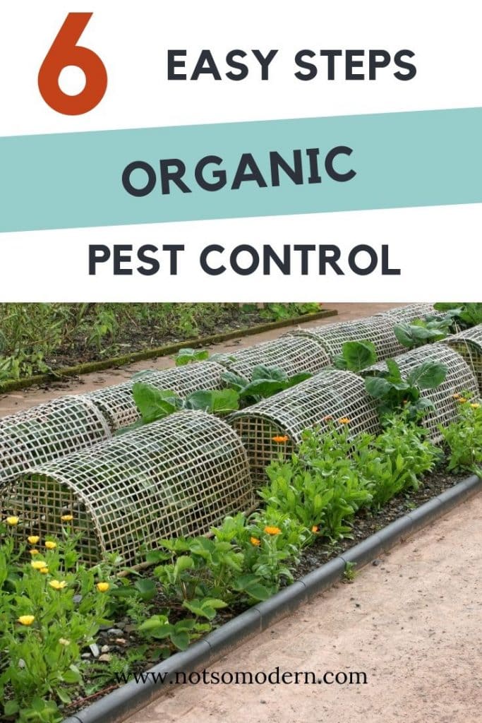 6 Easy Steps for Organic Pest Control