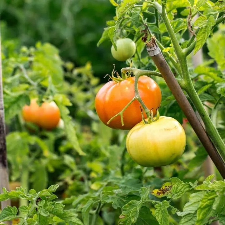 Beginner's Guide to Growing Tomatoes