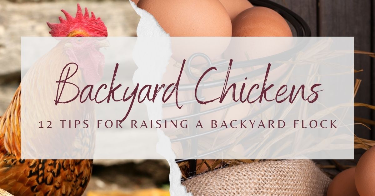 The Ultimate Guide: 12 Steps to Raising Backyard Chickens for Eggs