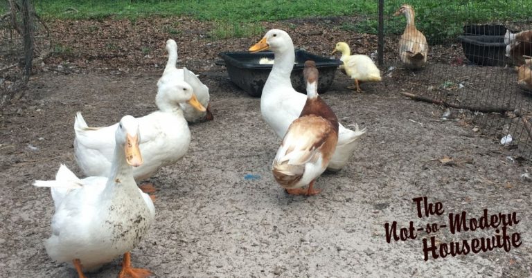The Complete Guide to Raising Ducks for Beginners