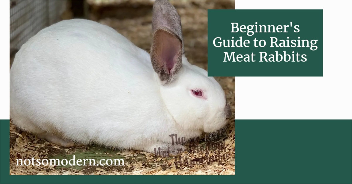 Beginner’s Guide to Raising Meat Rabbits – The Not so Modern Housewife