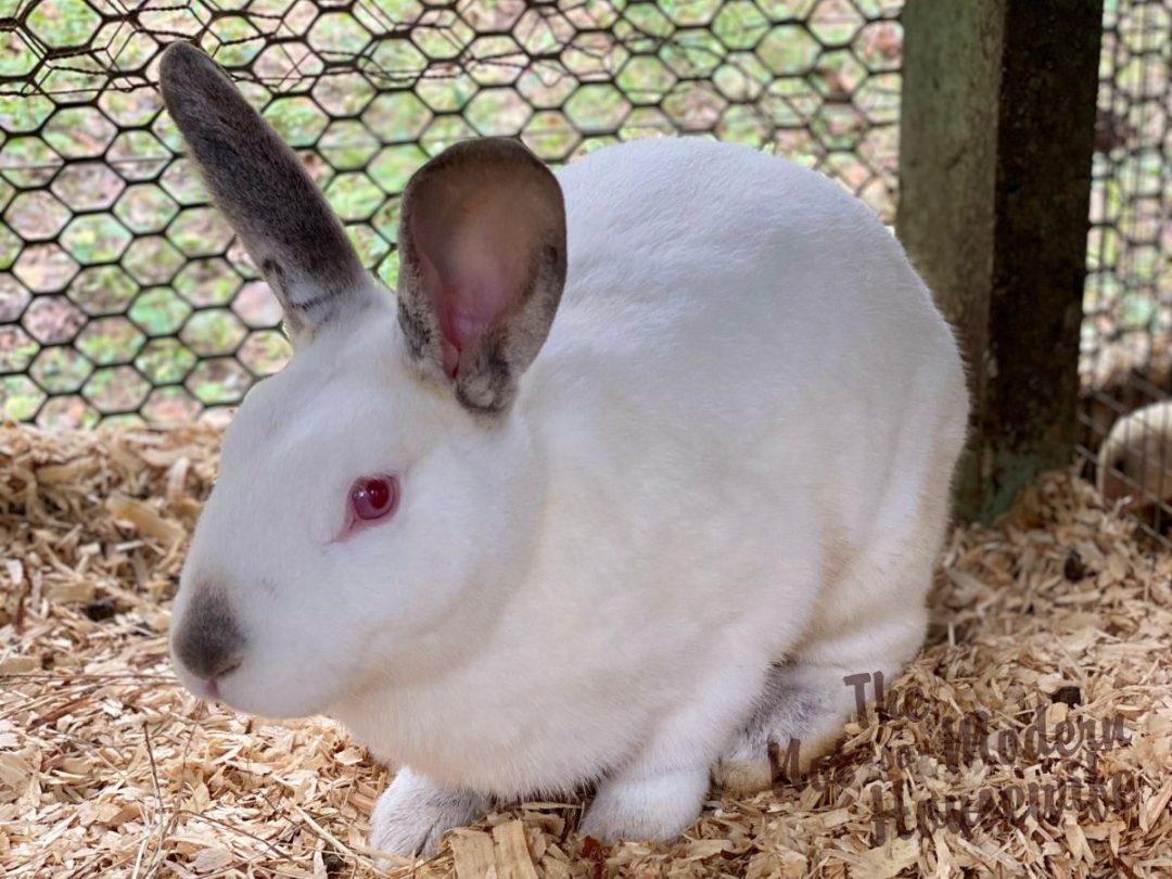 Beginner's Guide to Raising Meat Rabbits