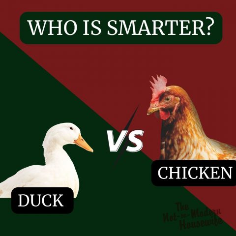 Ducks vs Chickens: 10 Incredible Pros and Cons for Raising Each