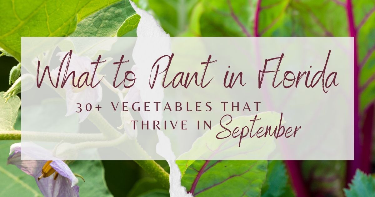 What to Plant in September in Florida: 30+ Surprising Vegetables That ...