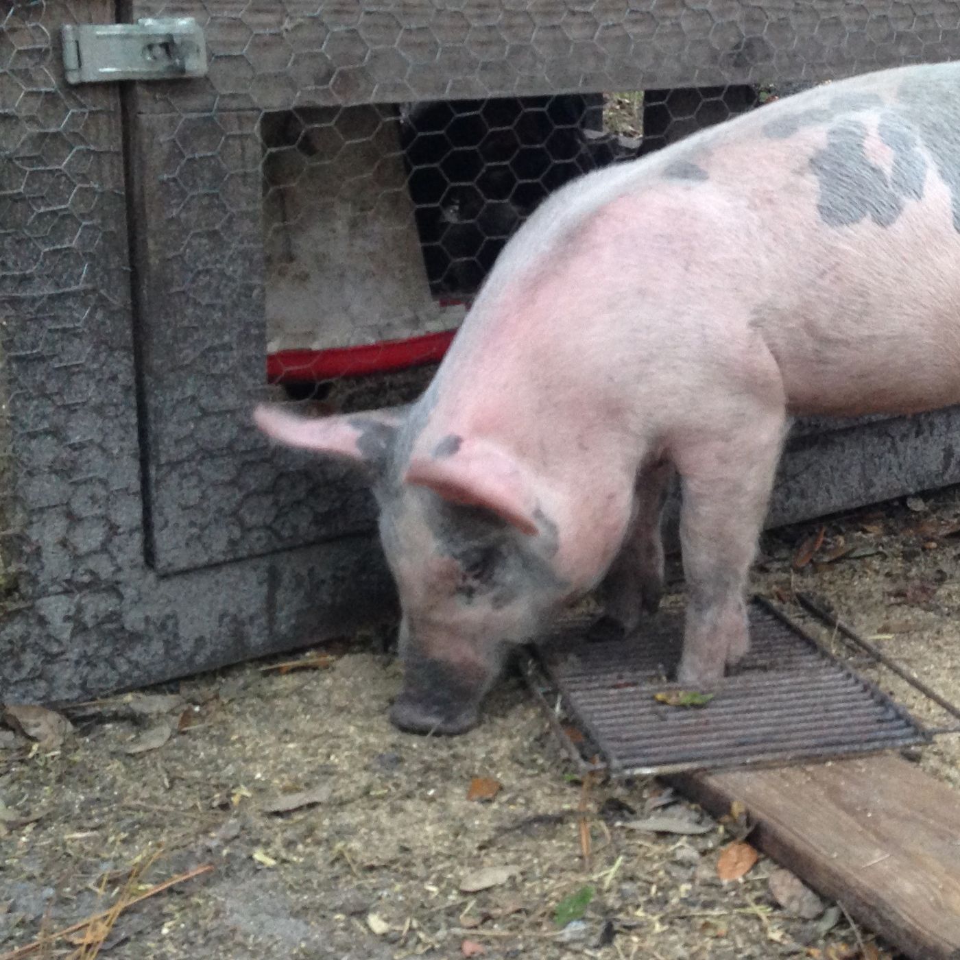 Mexican Pork Tamales Rojos Recipe