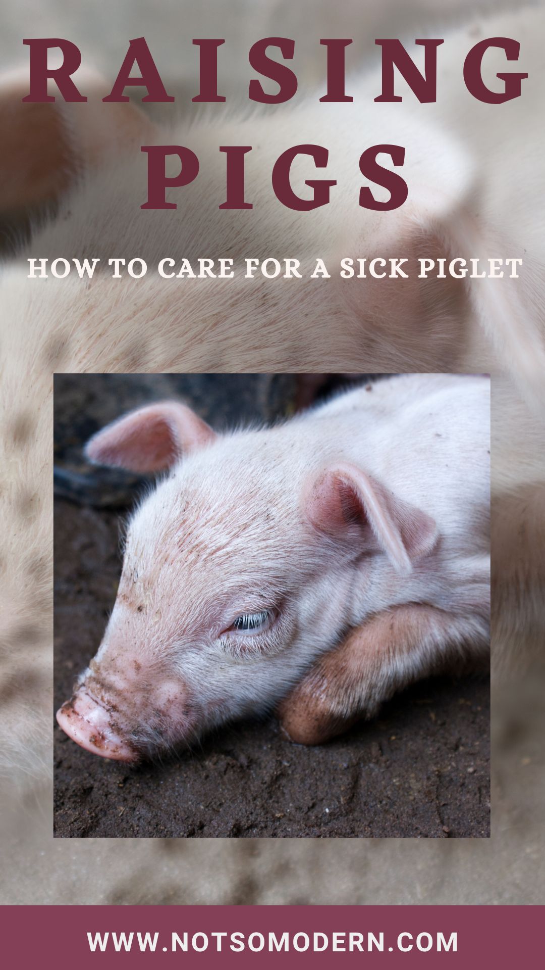 7 Essential Tips on How to Treat a Sick Pig Effectively