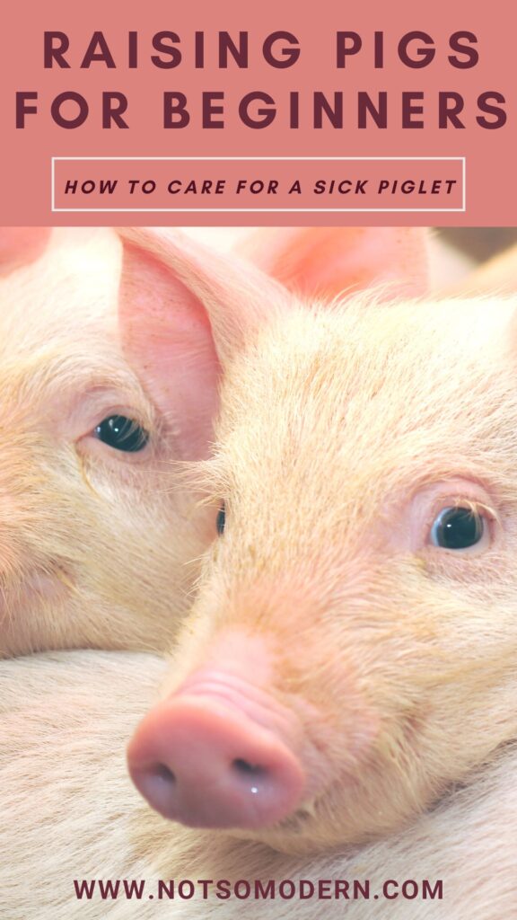 7 Essential Tips on How to Treat a Sick Pig Effectively