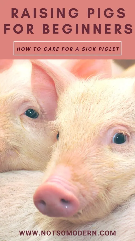 7 Essential Tips on How to Treat a Sick Pig Effectively