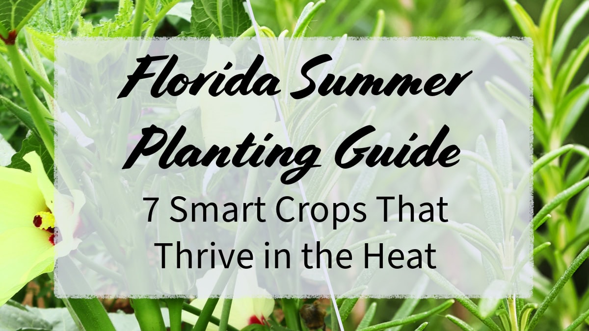 Florida Summer Planting Guide: 7 Smart Crops That Thrive in the Heat